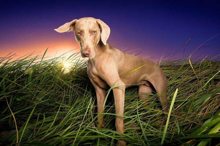 Jordan Pinder Photography: Miramichi photographer
